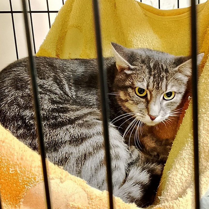 Сжальтесь заберите кошку пожалуйста