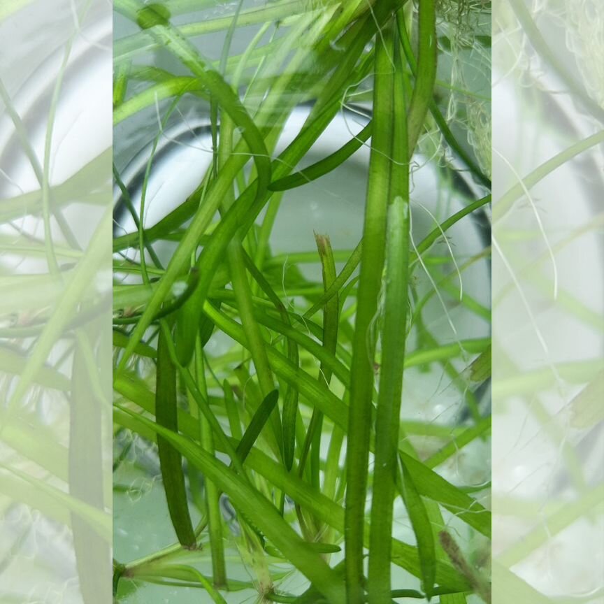 Аквариумное растение валлиснерия