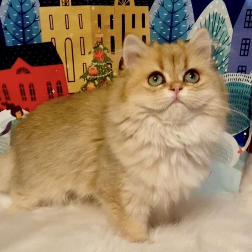 Британский длинношёрстный котёнок