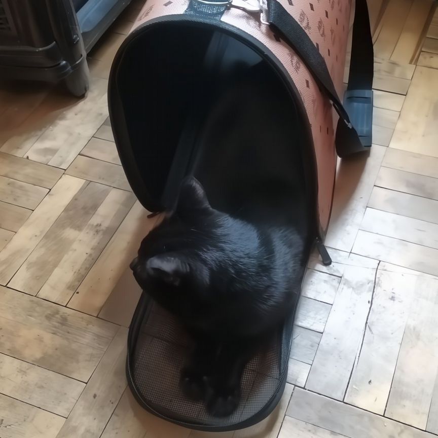 Переноска для кошек (можно вместе с котом)