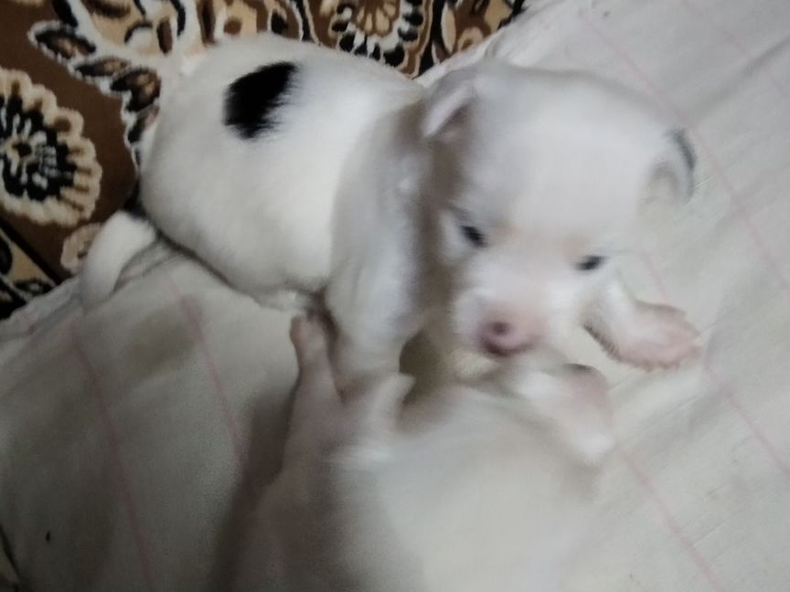 Собака маленькая порода