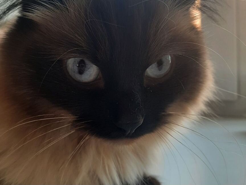 Ищу кота для кошки, котят могу отдать бесплатно