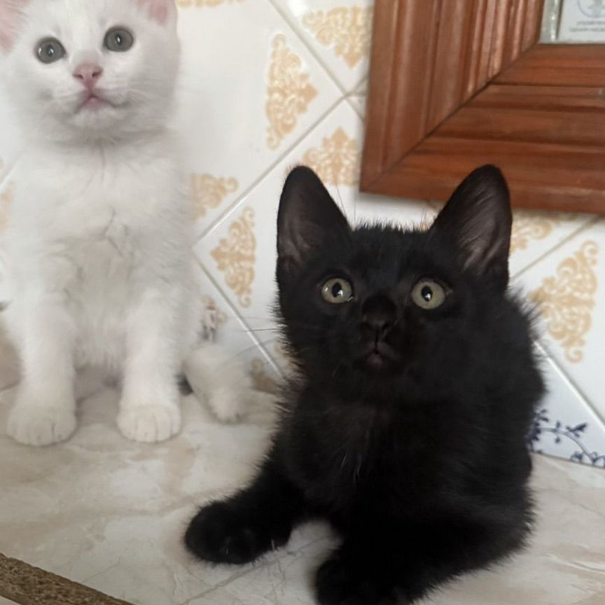 Котята в добрые руки бесплатно