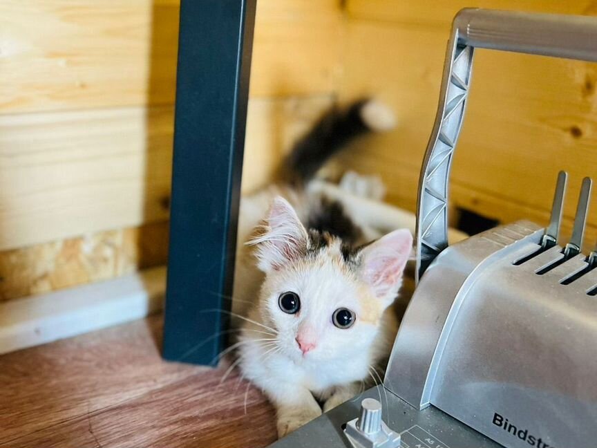 Котенок
