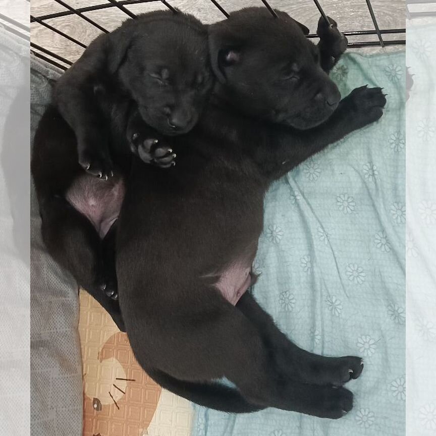 Лабрадудль, щенок