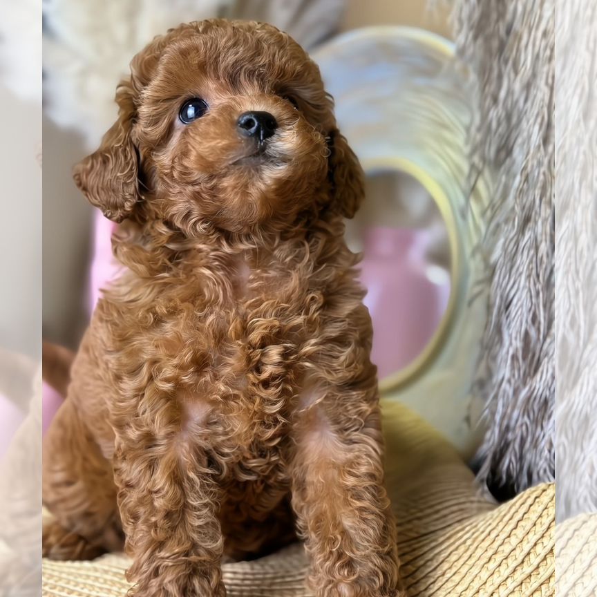 Той-пудель, щенок