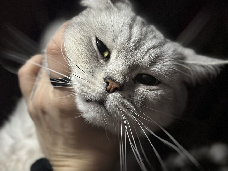 Кот шотландец