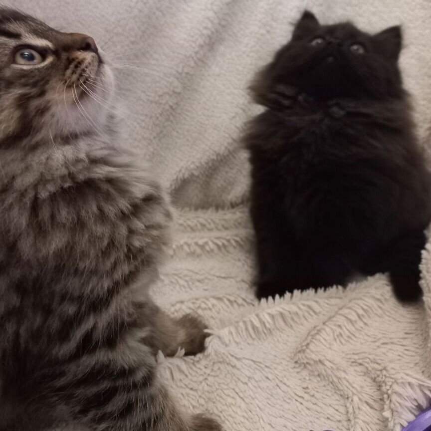 Котята 2 месяца