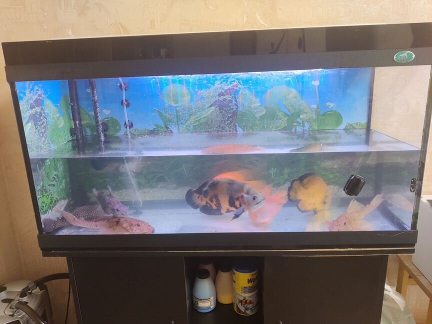 Аквариумные рыбки бесплатно