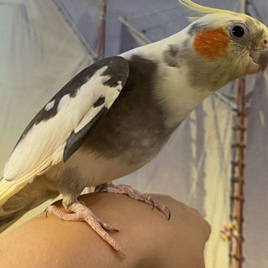 Попугай корелла