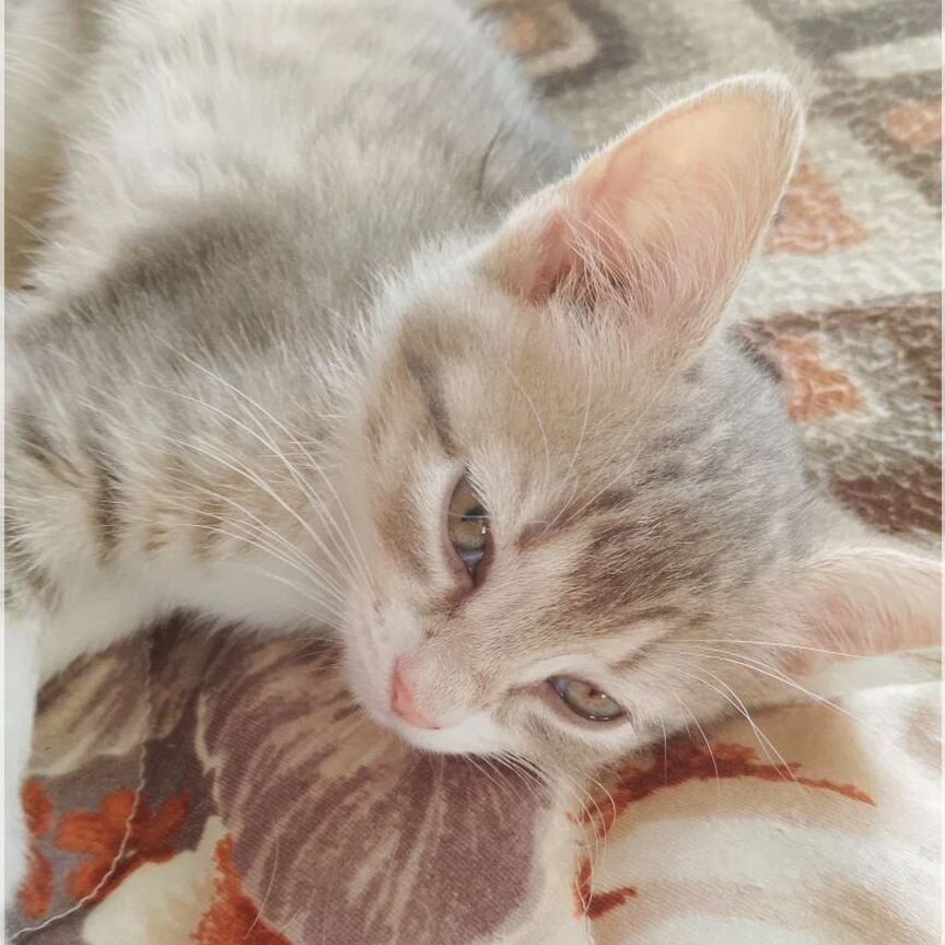 Котёнок в добрые руки
