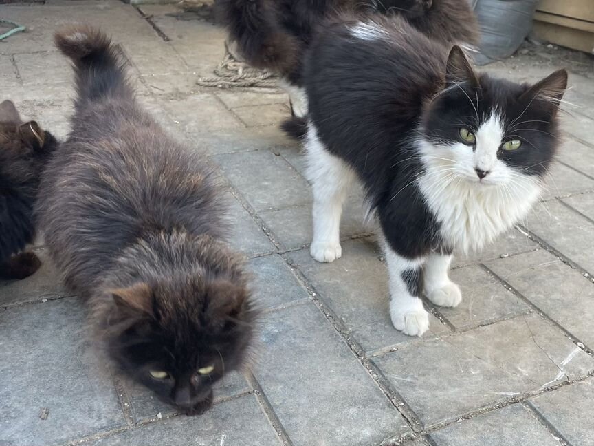 Отдам котят в хорошие руки