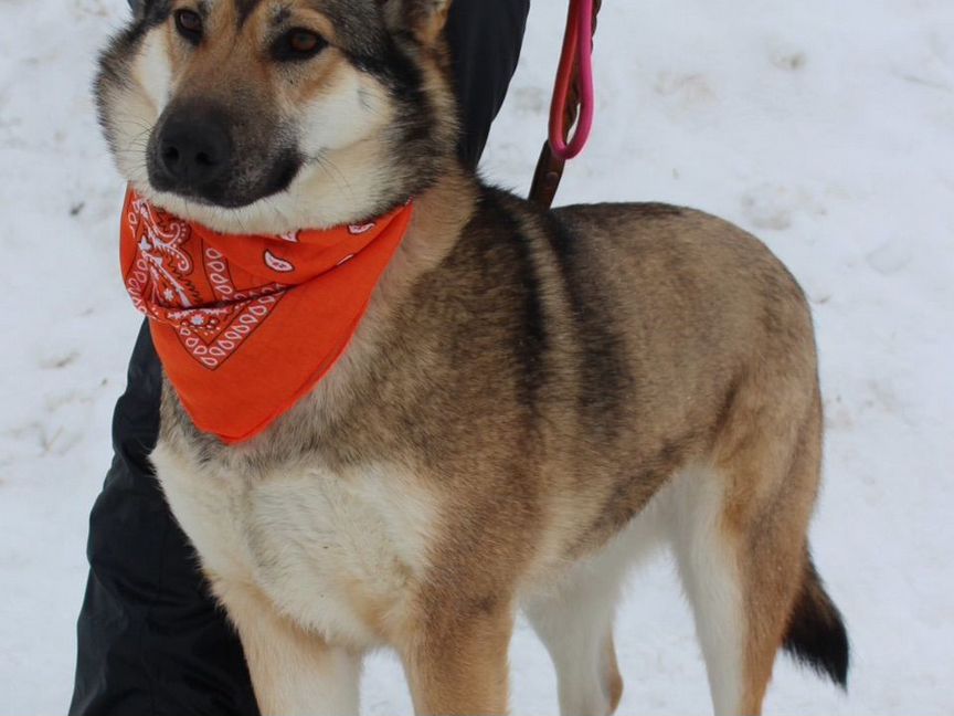 Ласковая игривая Умка ждет свою семью