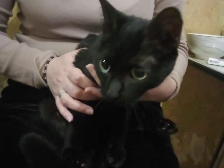 Котенок найденыш