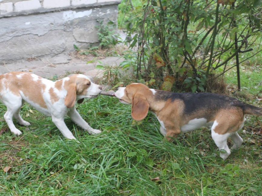 Продаются элитные щенки породы beagle
