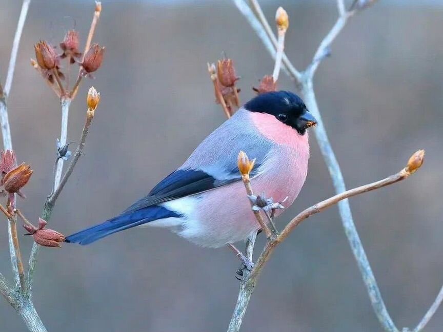 Певчие птицы. Уссурийский снегирь