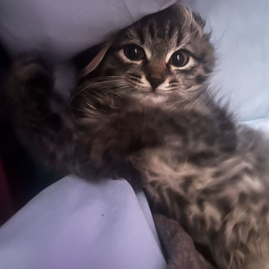 Котёнок в добрые руки