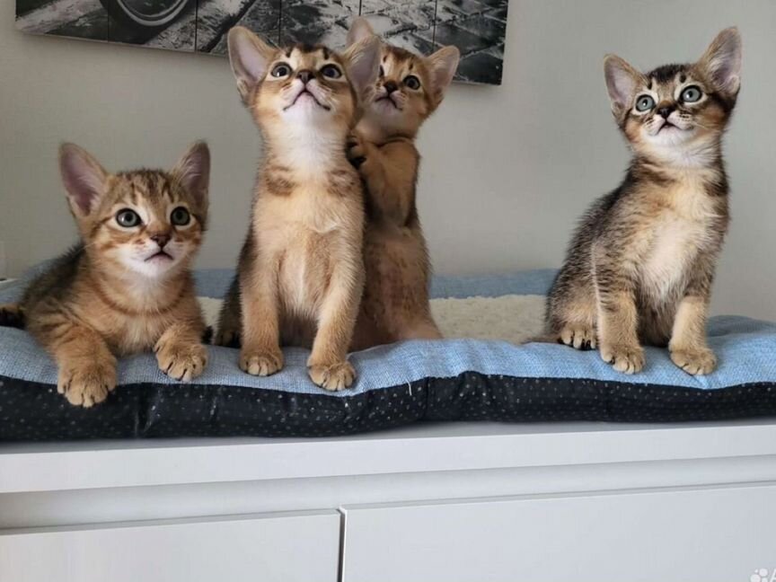 Котята
