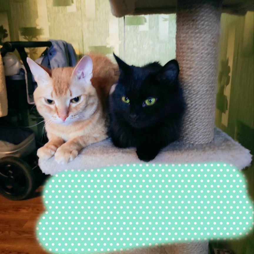 Кошки в добрые руки