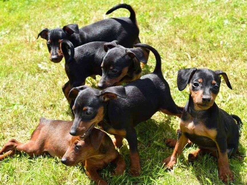 Щенки цвергпинчера, мальчики