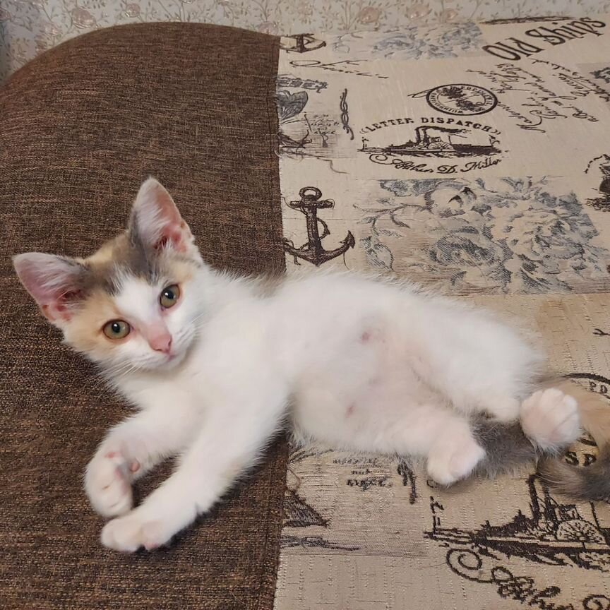 Отдам в добрые руки малышку