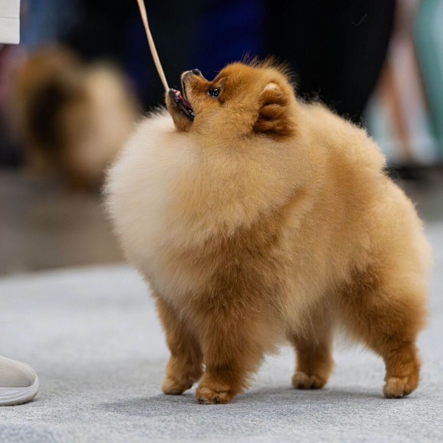 Померанский шпиц, вязка