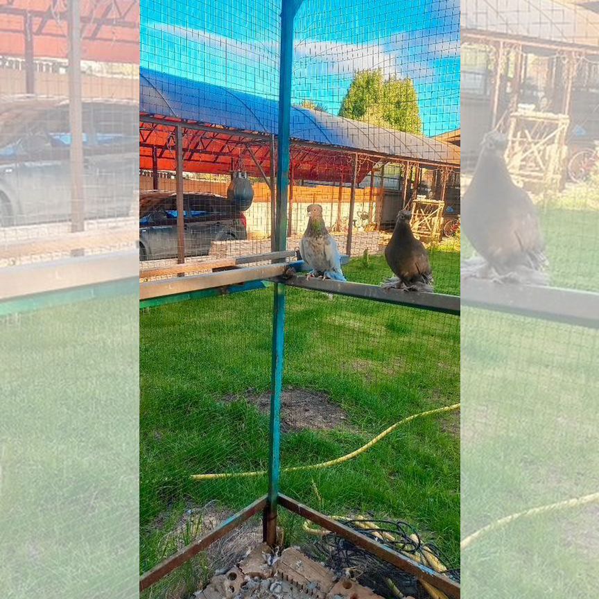 Таджикские голуби лалаки