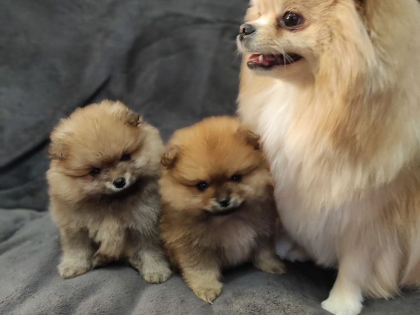 Щенки померанского шпица медвежьего типа