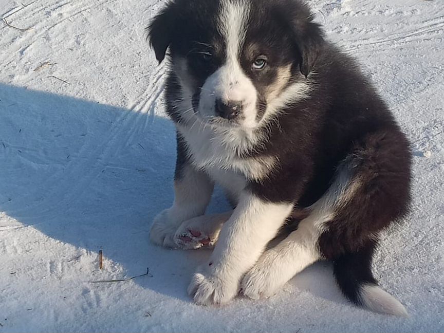 Щенки большой сторожевой собаки