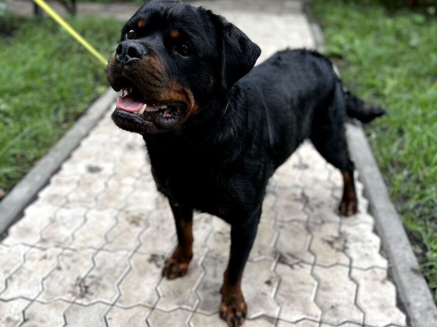Ротвейлер ищет новую семью