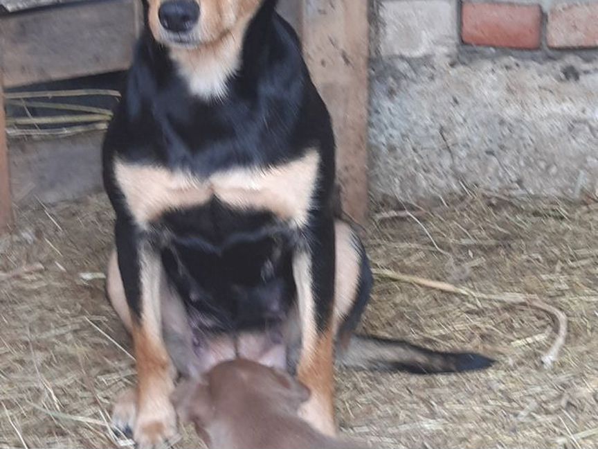 Щенки келпи