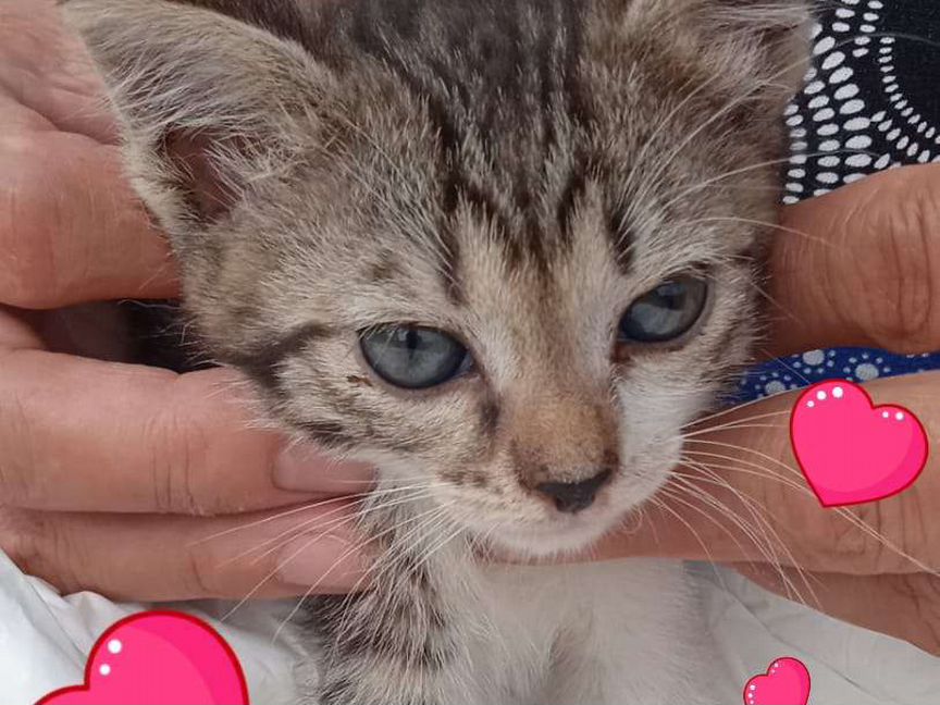 Котенок девочка 2 месяца ищет семью