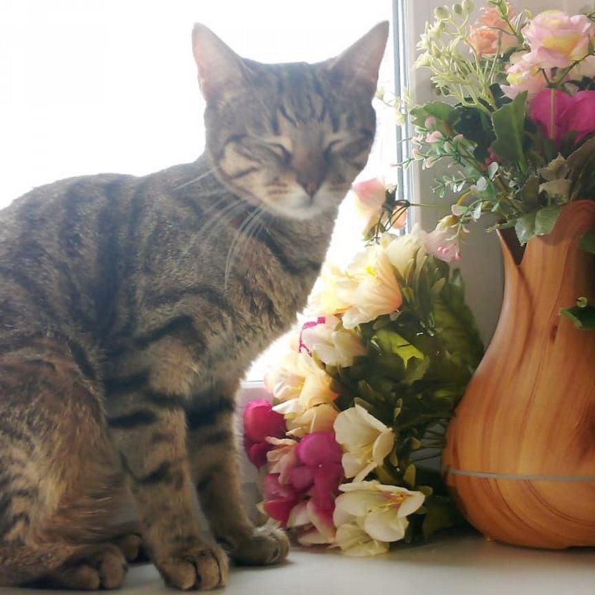 Котик Джери