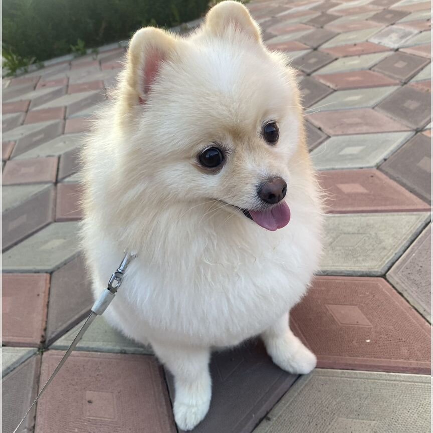 Померанский шпиц, взрослая собака