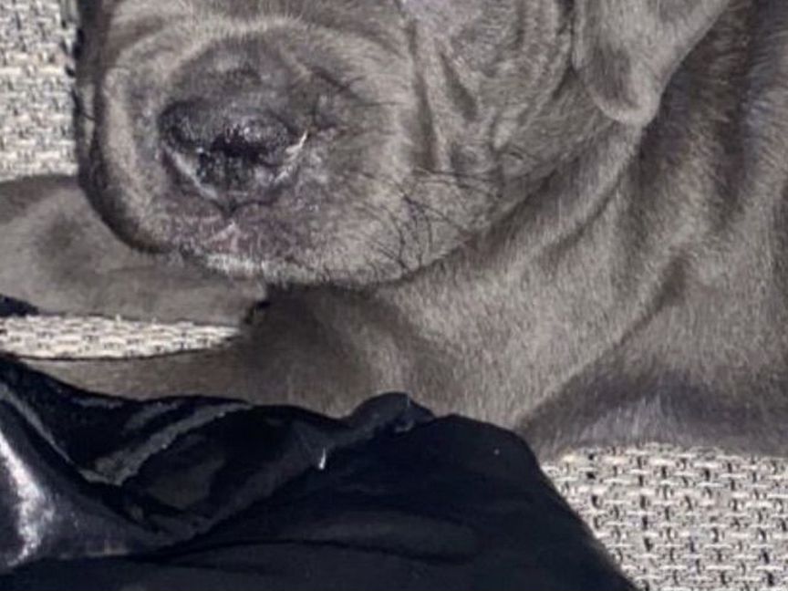 Щенки кане Корсо