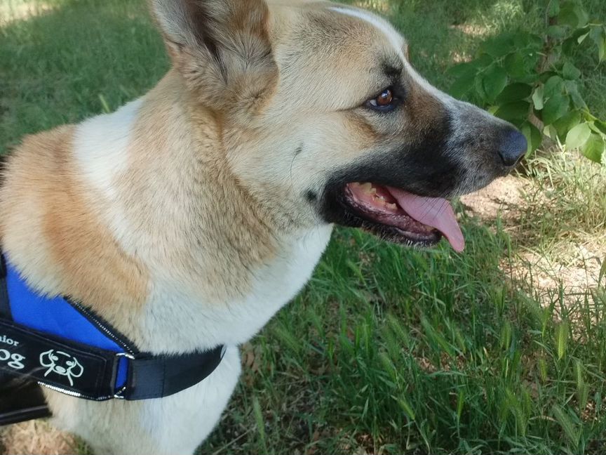 Помесь Акита