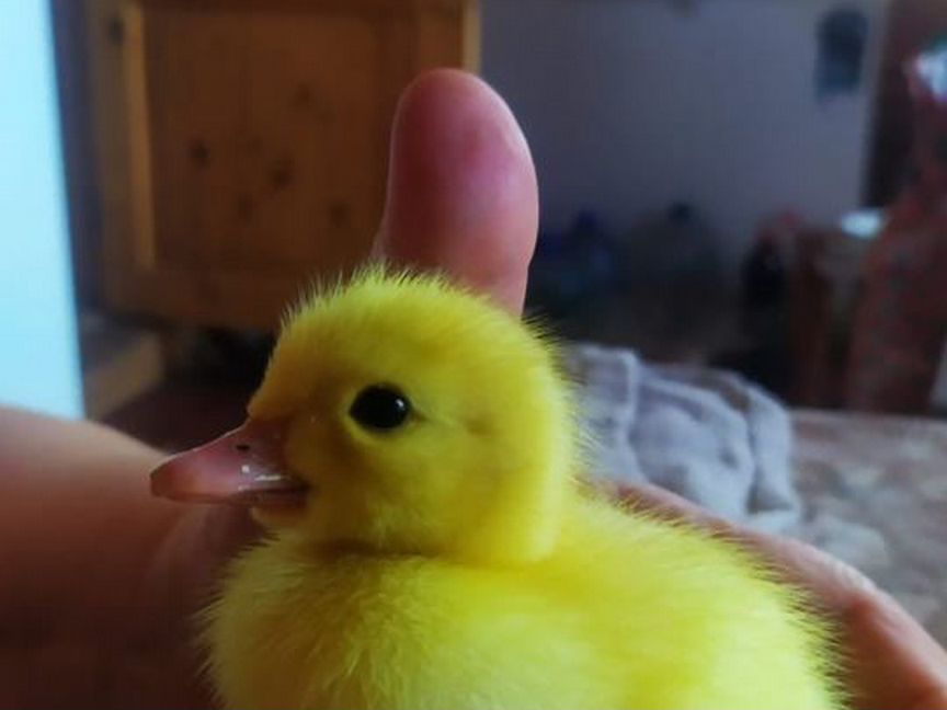 Мускусные утята тяжелой французской линии