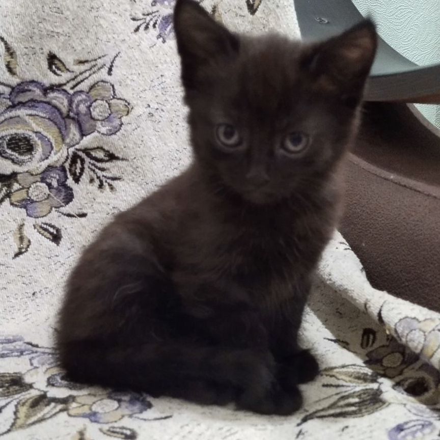 Котенок в добрые руки