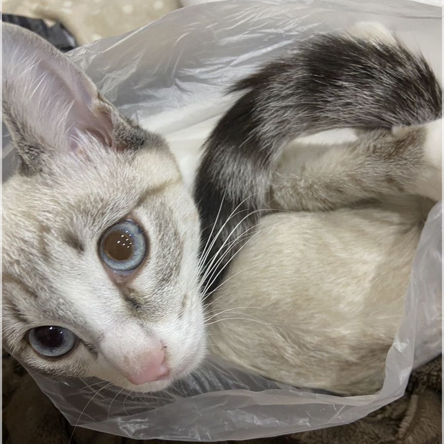 Сиамский котёнок