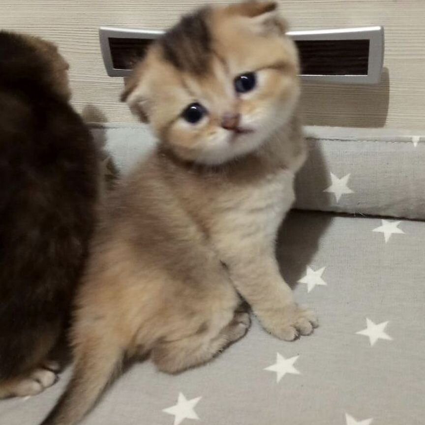 Шотландский вислоухий короткошёрстный котёнок