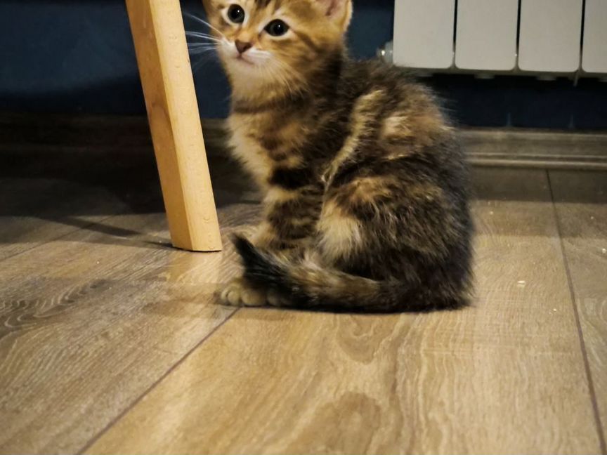 Котята в добрые руки бесплатно девочки