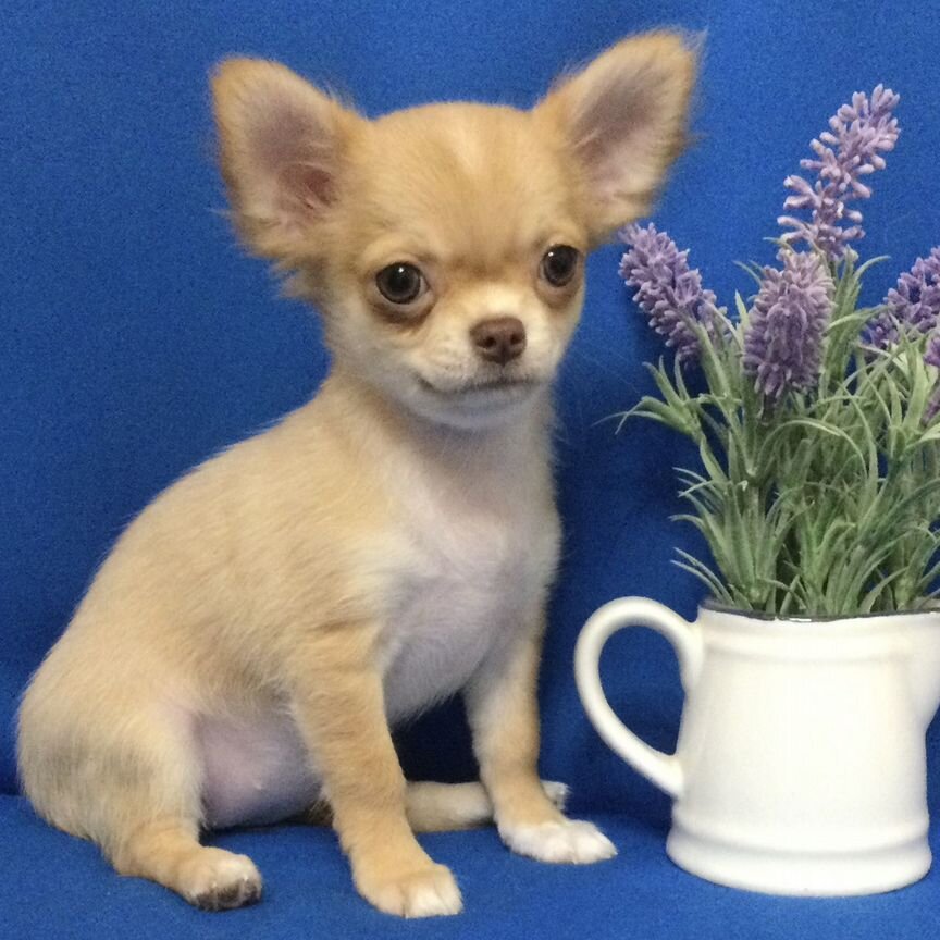 Чихуахуа, щенок