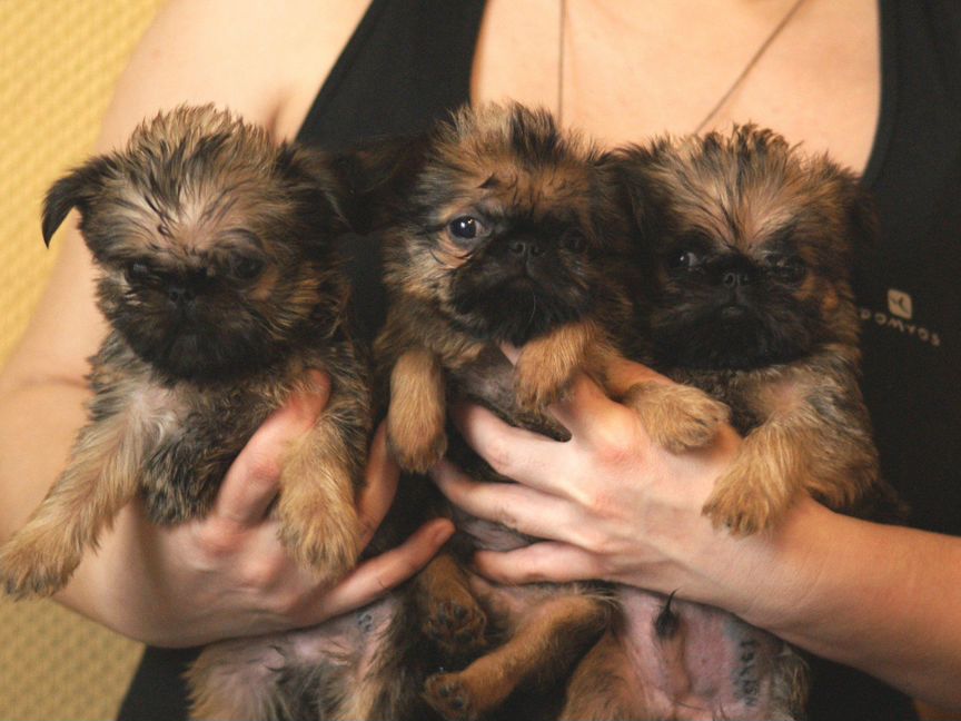 Яркие нарядные щенки -брюссельцы