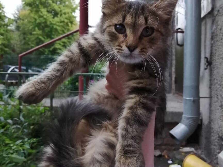 Котенок