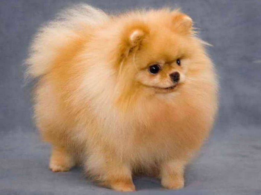 Шпиц померанский