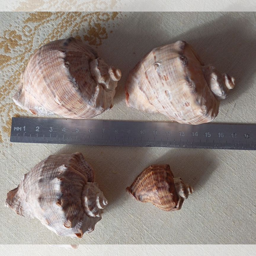 Морские ракушки раковины