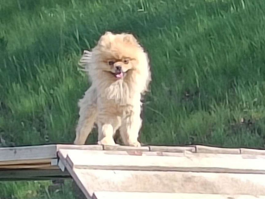 Померанский шпиц вязка кобель