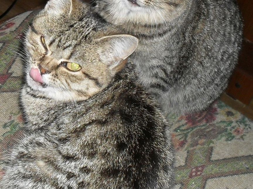 Котенок 2 кошки