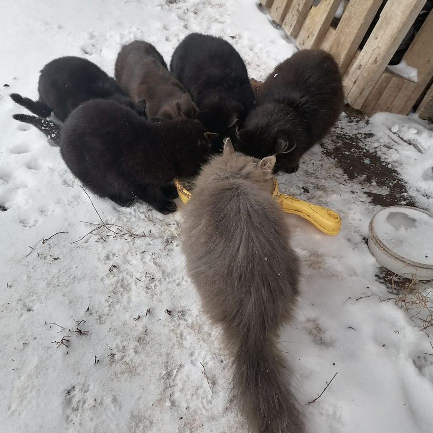 Котята в добрые руки