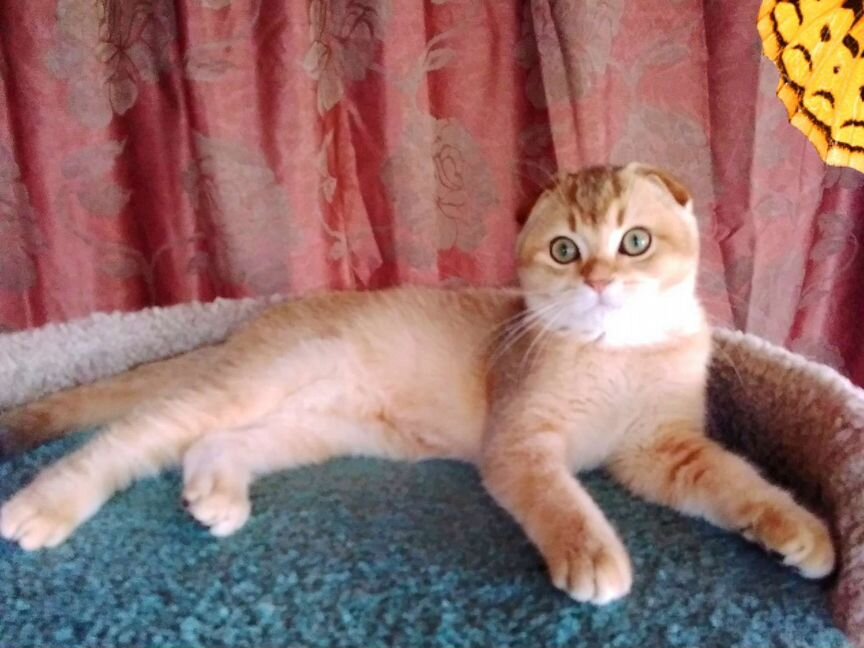 Котятаз золотая шиншилла с родословной